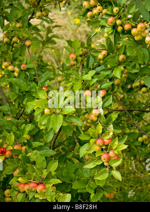 apple tree and sun Stock Photo - Alamy