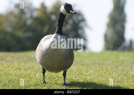 Canada Goose walking on grass with pathway behind. Solo animal, side ...