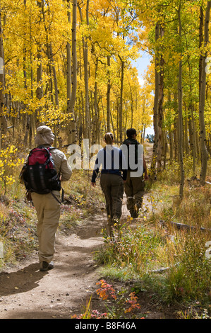 Beautiful colored trees displaying fall leaves on a sunny day Stock ...
