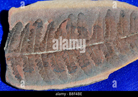 Fossil fern Pecopteris of Pennsylvanian age (Carboniferous) from Mazon ...