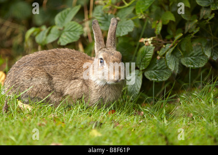 An irish rabbit on the edge of a grass verge Stock Photo: 22461704 - Alamy