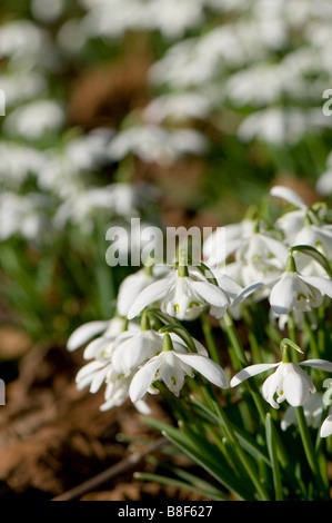 A clump of snow drops (Galanthus snowdrop) which are wide open in early ...