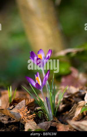 Vertical close-up of white woodland strawberry flowers with yellow ...