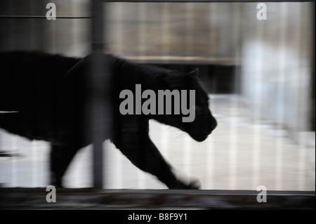 Sad black panther in zoo cage Stock Photo - Alamy