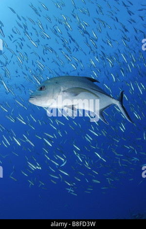 School of Silver Gray Fish Stock Photo - Alamy