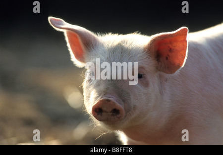 A Domestic Pig (Sus scrofa domestica), standing, side view Stock Photo ...