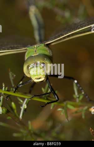 emperor dragonfly (Anax imperator), portrait of a larva with the ...