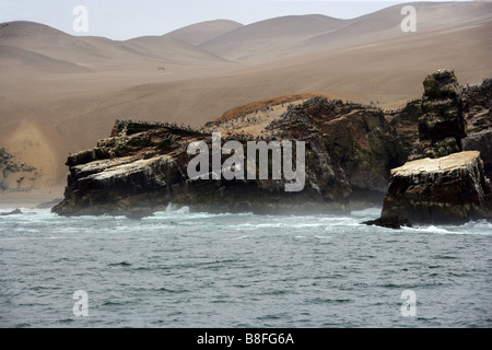 Peruvian Pelican Colony, Cavinzas Island, Callao Islands, Lima, Peru ...