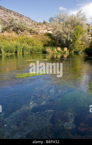 Fresh water springs at the Niagara Spring State Park in Hagerman Idaho ...
