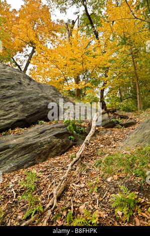Granite outcrop in a park, Central Park, Manhattan, New York City, New ...