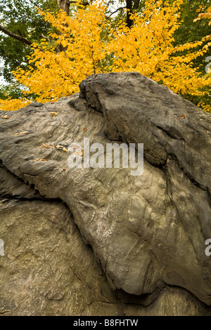Granite outcrop in a park, Central Park, Manhattan, New York City, New ...