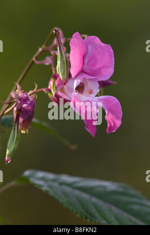 Himalayan Balsam impatiens balsamifera Stock Photo - Alamy