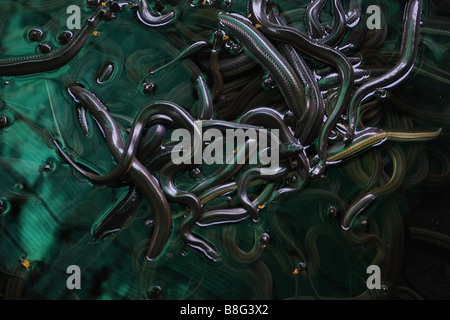 a pit full of snakes in thailand Stock Photo - Alamy