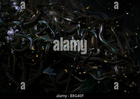 a pit full of snakes in thailand Stock Photo - Alamy
