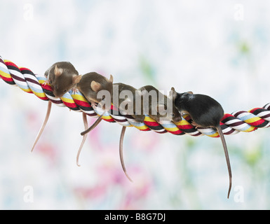Fancy Mouse. Five mice on a rope. Germany Stock Photo - Alamy