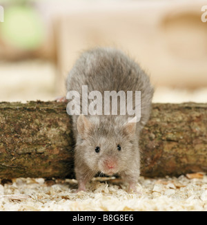 mouse on branch Stock Photo - Alamy