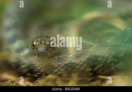 Viperine Water Snake Stock Photo - Alamy