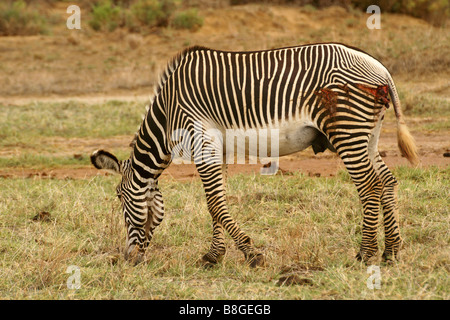 Grevy's zebra injured by lion or leopard attack, Samburu, Kenya Stock ...