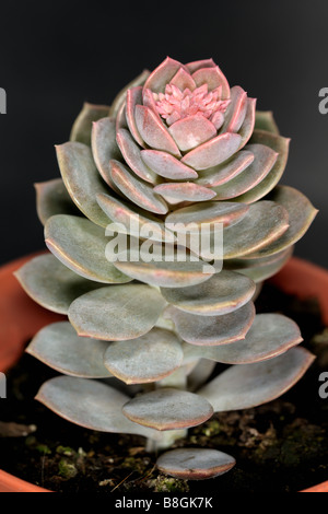 Close up of Echeveria - succulent (Hen and chicks) - background Stock ...