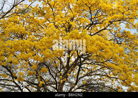 Tabebuia chrysantha or guayacan or araguaney or tajibo tree seen at ...