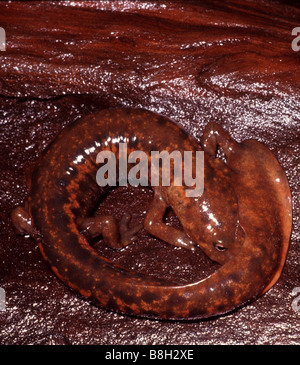 Pachytriton brevipes, Paddle-tail newt Stock Photo - Alamy