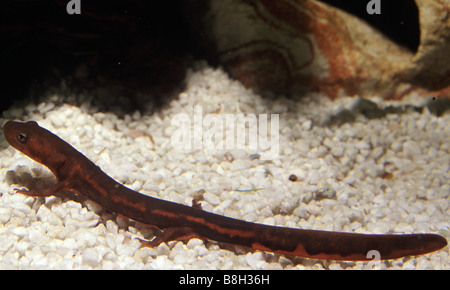 Pachytriton labiatus, Paddle tail newt Stock Photo - Alamy