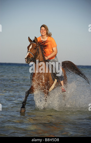 young woman riding on Arabian horse in water Stock Photo - Alamy