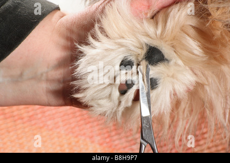 Havanese dog - paw Stock Photo - Alamy