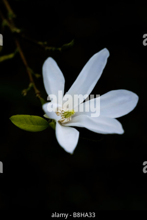 COMMON NAME: Magnolia LATIN NAME: Magnolia Stock Photo - Alamy