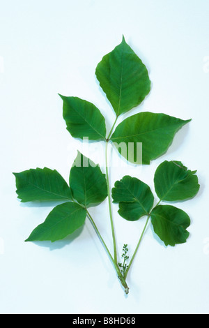 poison ivy toxicodendron rhus radicans dermatitis skin rash Stock Photo ...