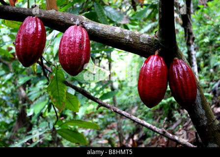 Fruits of cocoa tree, Cuba Stock Photo - Alamy