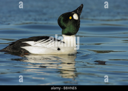 Common Goldeneye duck drake performing courtship display on lagoon ...