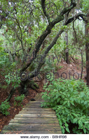 A raised wooden walkway winds through a live oak forest in Little Stock ...
