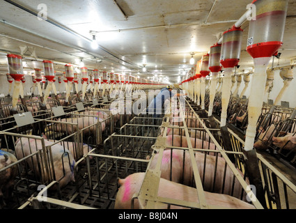 Pig farming, growing pigs, with automatic feeders on slats in indoor ...