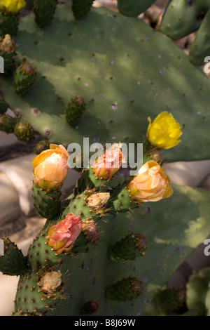 A cactus bursts into orange flower on the Balearic island of Mallorca ...
