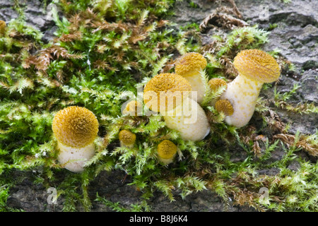 Honey, or boot-lace, fungus Stock Photo - Alamy