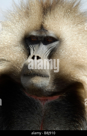 Gelada Baboon, Theropithecus gelada, Simien Mountains National Park ...