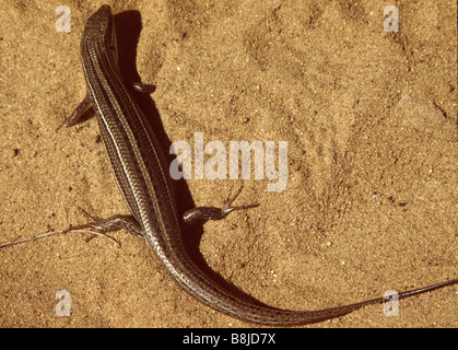 Wedge-snouted skink (Sphenops sepsoides), Central Coastal Plain, Israel ...