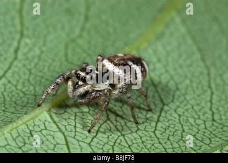 Zebra spider (Salticus scenicus). A black and white striped jumping ...