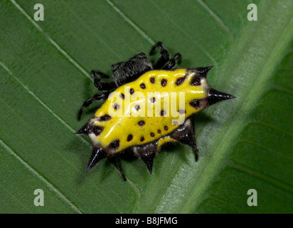 Spinybacked orbweaver spider (Gasteracantha cancriformis) female in its ...