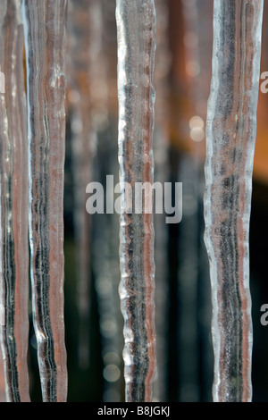 Transparent shining clear ice icicles close-up sparkling on frozen wild ...