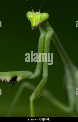 Praying Mantis Costa Rica Stock Photo - Alamy