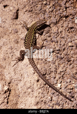 common wall lizard (Lacerta muralis, Podarcis muralis), on a stone wall ...