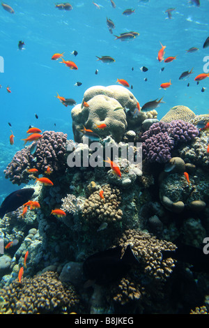 Reef scene with scalefin anthias, Pseudanthias squamipinnis and black ...