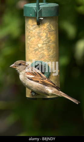 Female House Sparrow (Passer domesticus) feeding a fledgling beneath ...