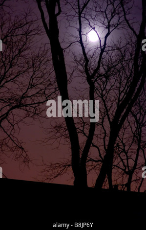 A silhouette of trees against the moon during the sunset Stock Photo ...