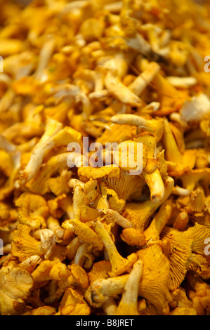 Fresh Finferle and Finfirli Italian chanterelle mushrooms - Rialto ...