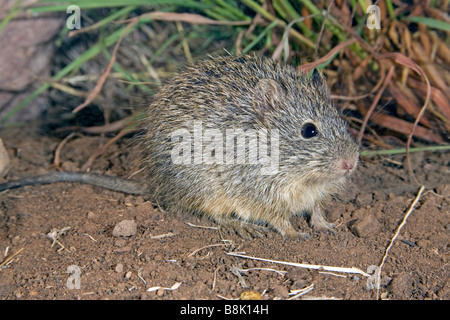 Tawny-bellied Cotton Rat Stock Photo - Alamy