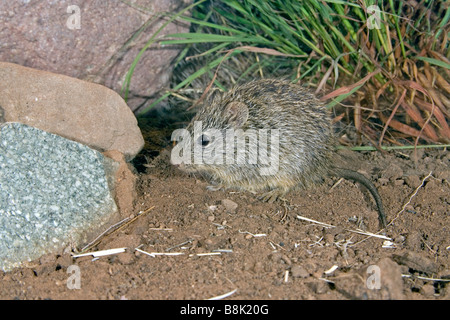 Tawny-bellied Cotton Rat Stock Photo - Alamy