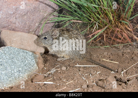 Tawny-bellied Cotton Rat Stock Photo - Alamy